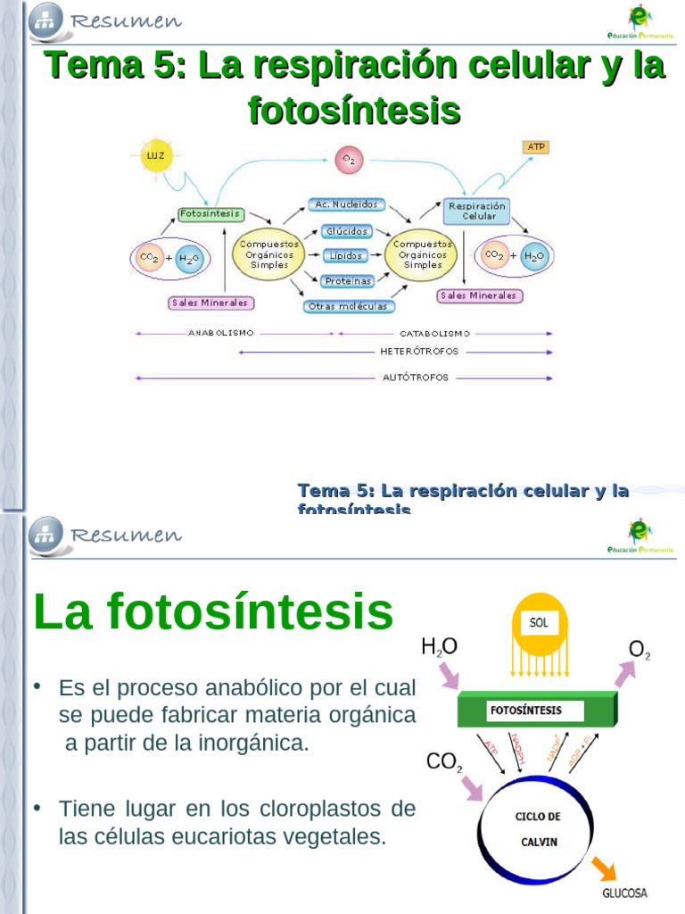 Vdocuments - MX - Tema 5 La Respiracion Celular y La Fotosintesis | PDF ...