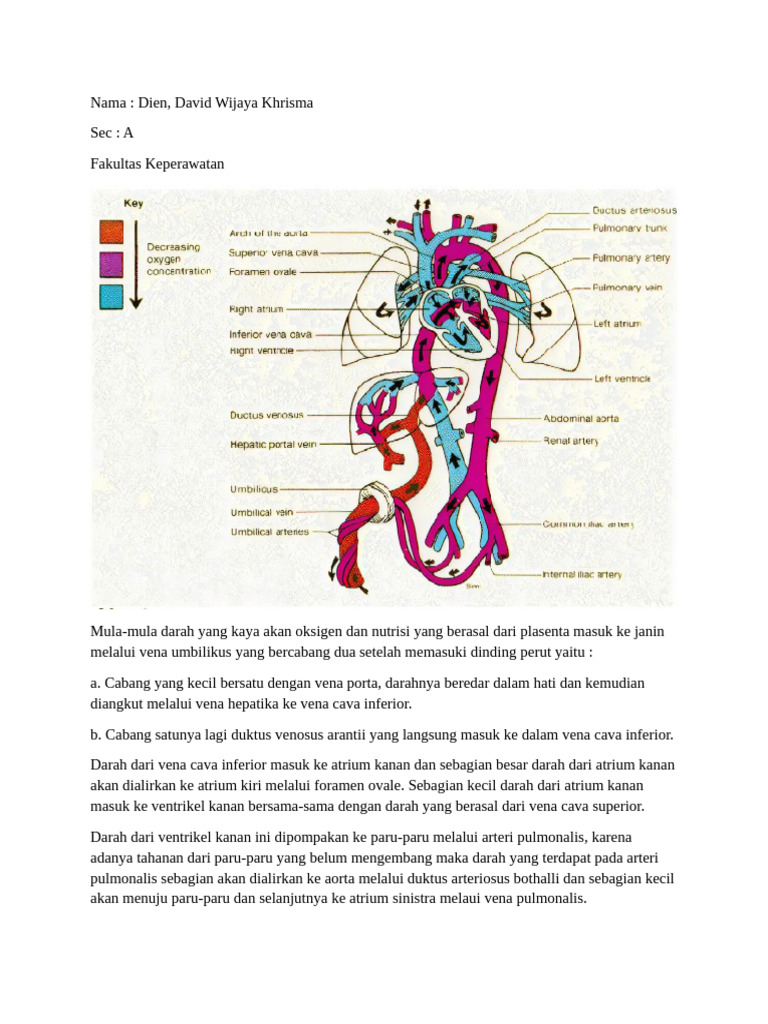 David Wijaya Khrisma Dien TUGAS Sirkulasi Jantung Bayi Dan Janin | PDF