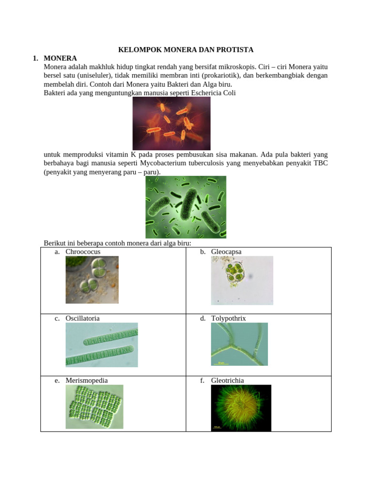 Kelompok Monera Dan Protista | PDF