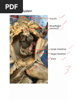 Frog vs Human Organ Systems Explained | PDF | Human Digestive System ...