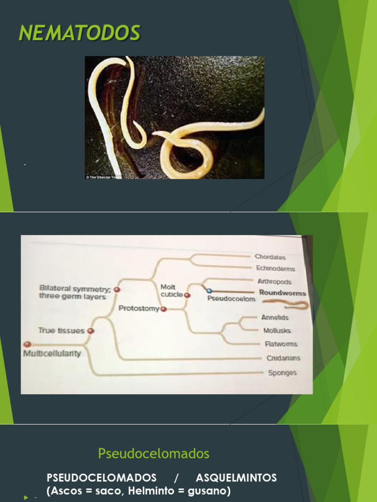Clase NEMATODOS | PDF | Salud y bienestar