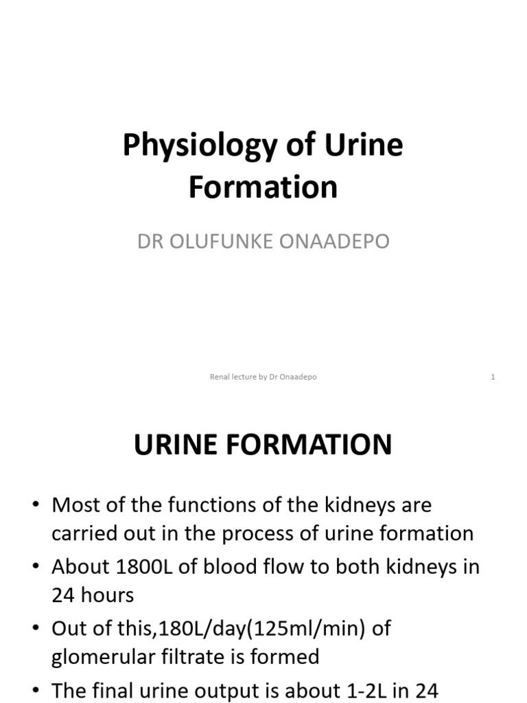 Renal Lecture 2 Ua Oct 2024 | PDF | Kidney | Urinary System