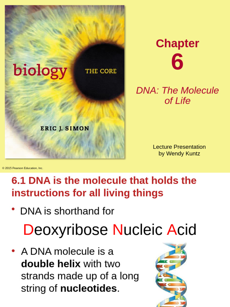 CH 06 DNA Lecture - Presentation | PDF | Translation (Biology) | Rna