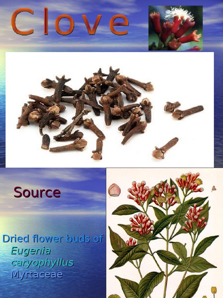 Clove | PDF | Clove | Plant Stem
