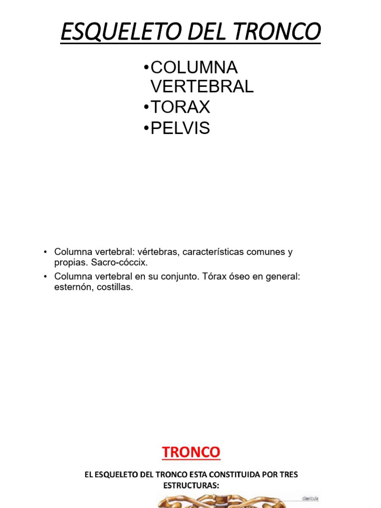Tronco Oseo | PDF | Vértebra | Tórax (anatomía humana)