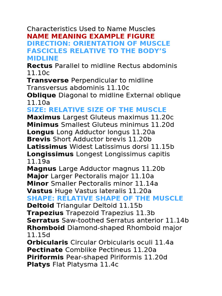 Characteristics Used To Name Muscles | PDF