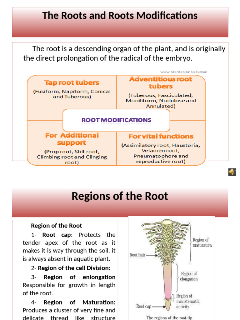 The Roots and Roots Modifications | PDF