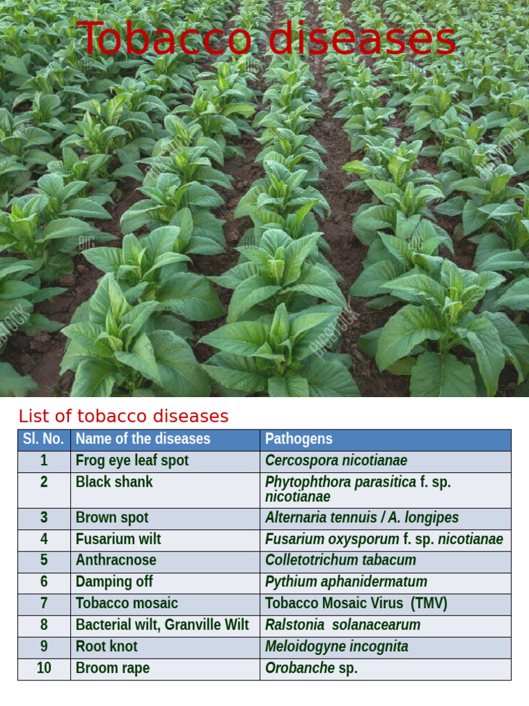Tobacco Disease | PDF | Plants | Botany