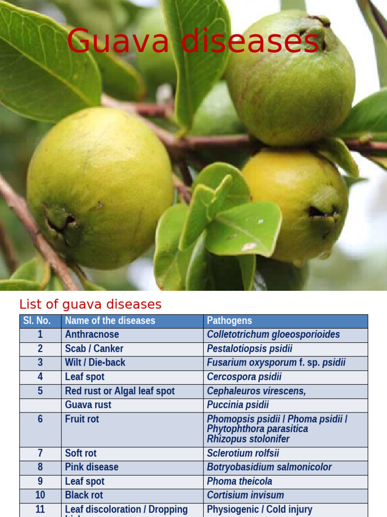 Guava Diseases | PDF