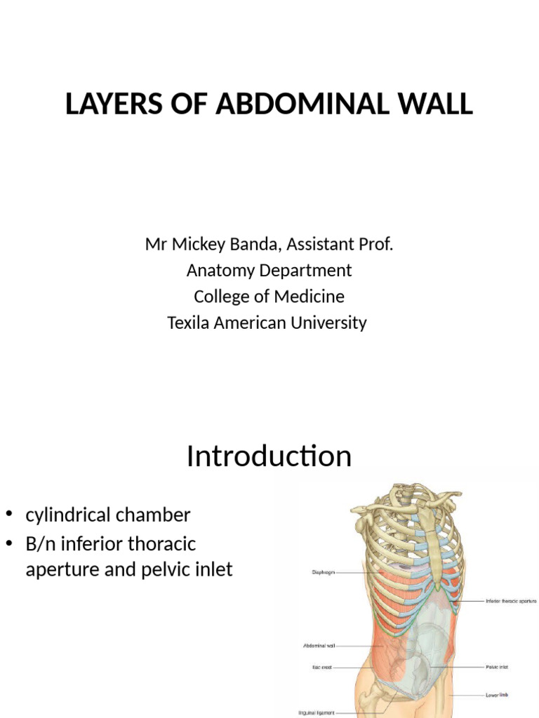 Layers of Abdominal Wall | PDF | Abdomen