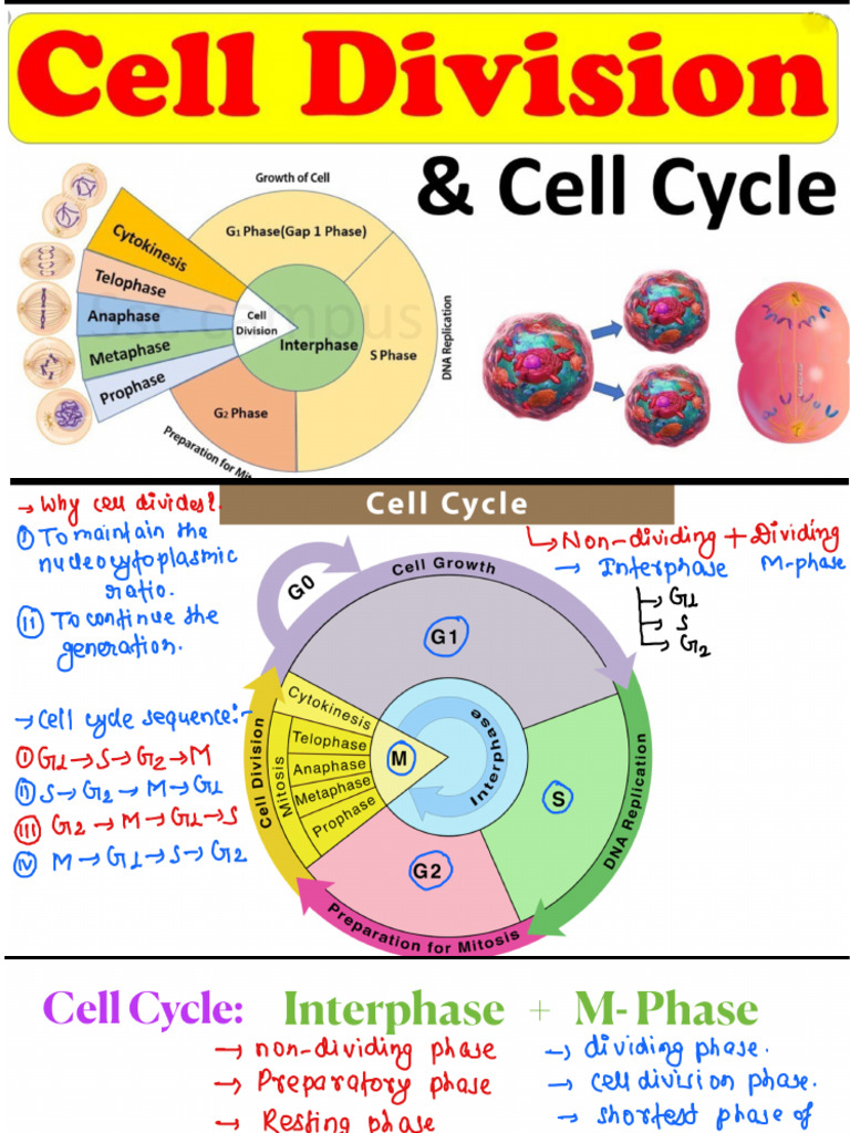 Cell Division | PDF