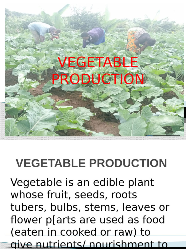Vegetable Producrion | PDF | Manure | Vegetables