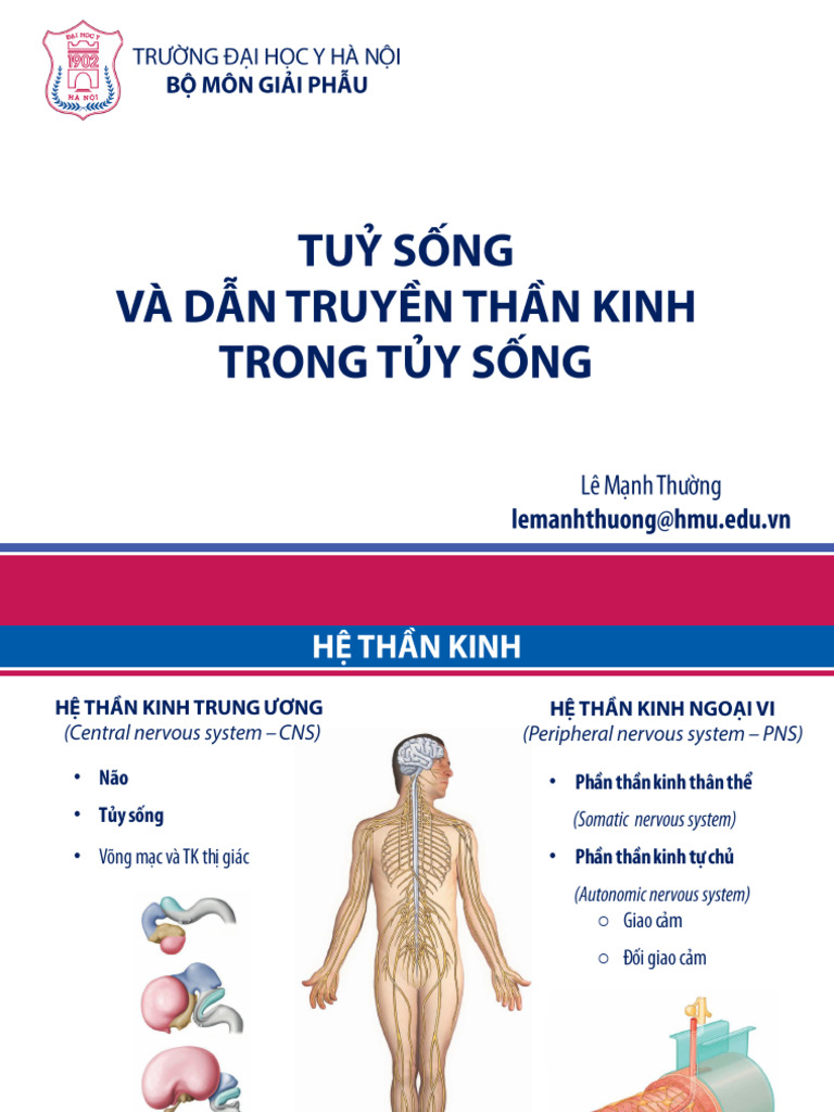 LEC 2 Và 3 20241028 Tủy Sống Và Các Đường Dẫn TR - 241029 - 074242 | PDF