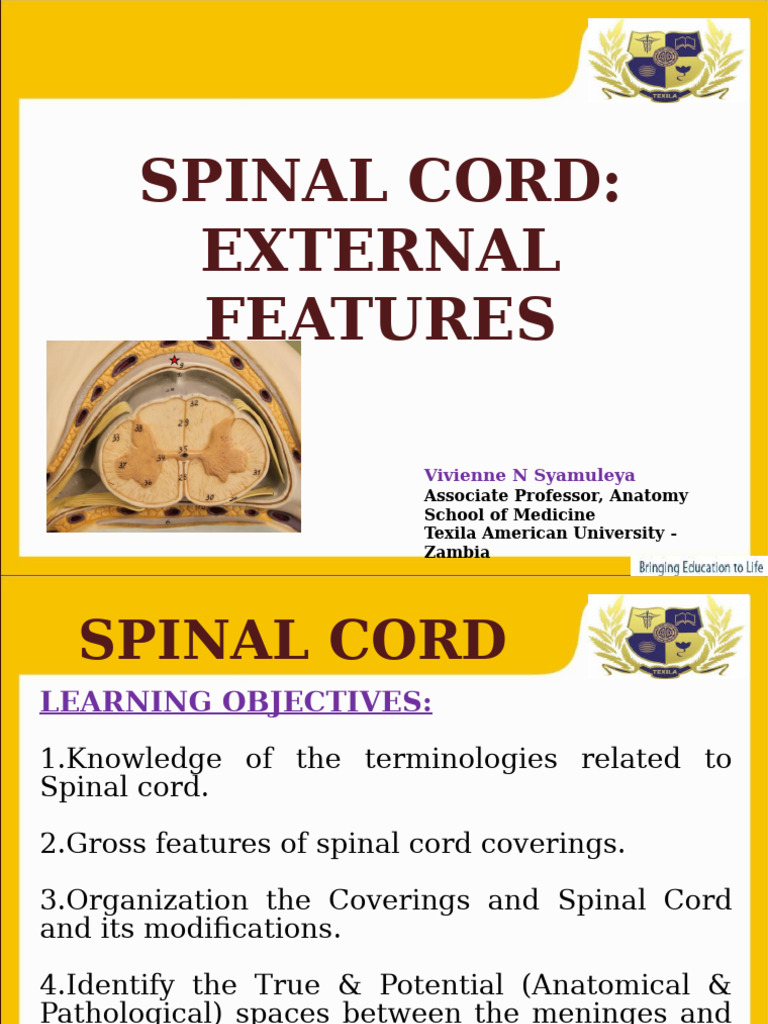 Spinal Cord - External Features | PDF | Spinal Cord | Vertebral Column