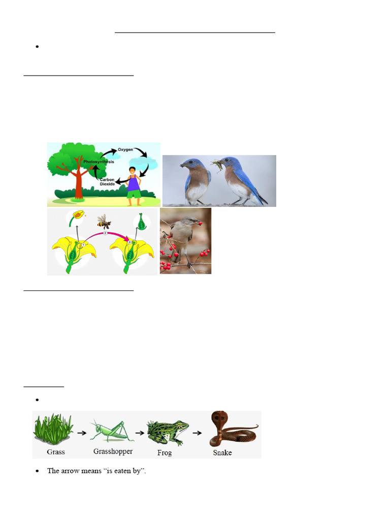 Unit 2.1 Food Chains in A Local Habitat-Note | PDF | Science & Mathematics