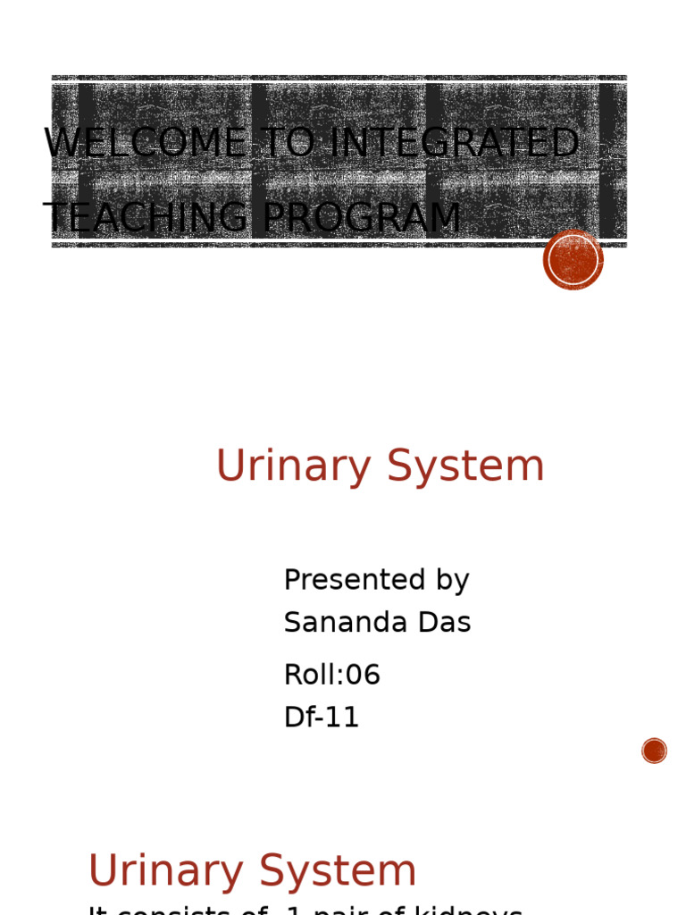 Anatomy of Urinary System | PDF | Urinary System | Organ (Anatomy)