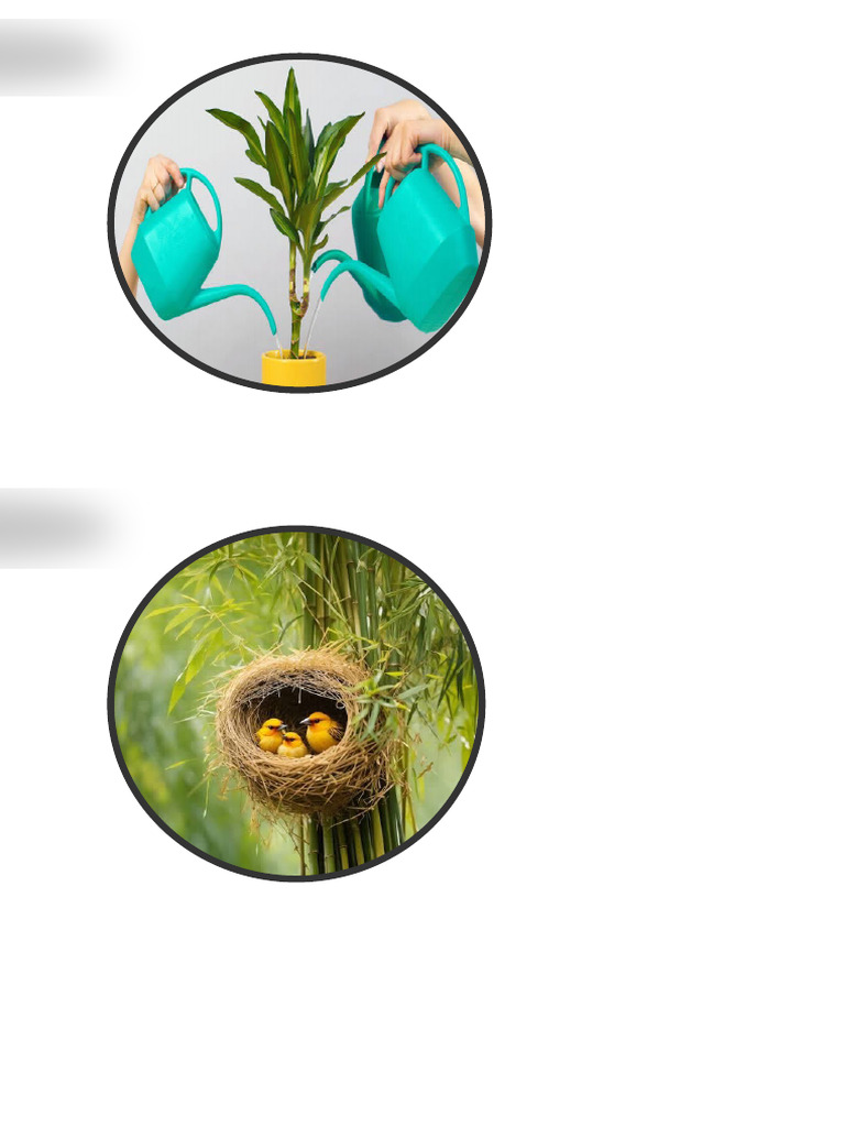 Plants | PDF