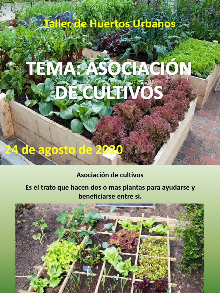Asociación de Cultivos | PDF | Vegetales | Lechuga