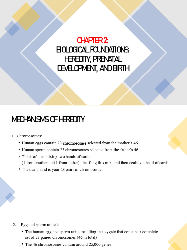 Prenatal Development & Heredity | PDF | Allele | Dominance (Genetics)