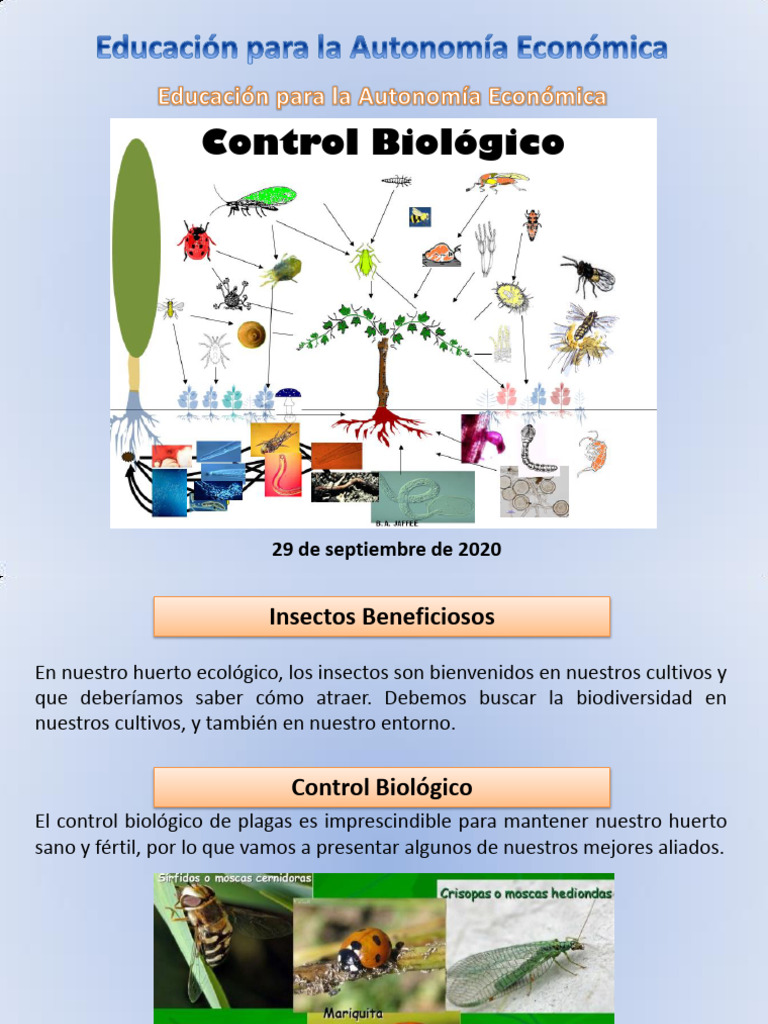 Control Biológico de Insectos en Huertos | PDF | Insectos | Coccinellidae