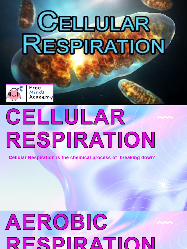 Cellular Respiration Overview | PDF | Cellular Respiration | Mitochondrion