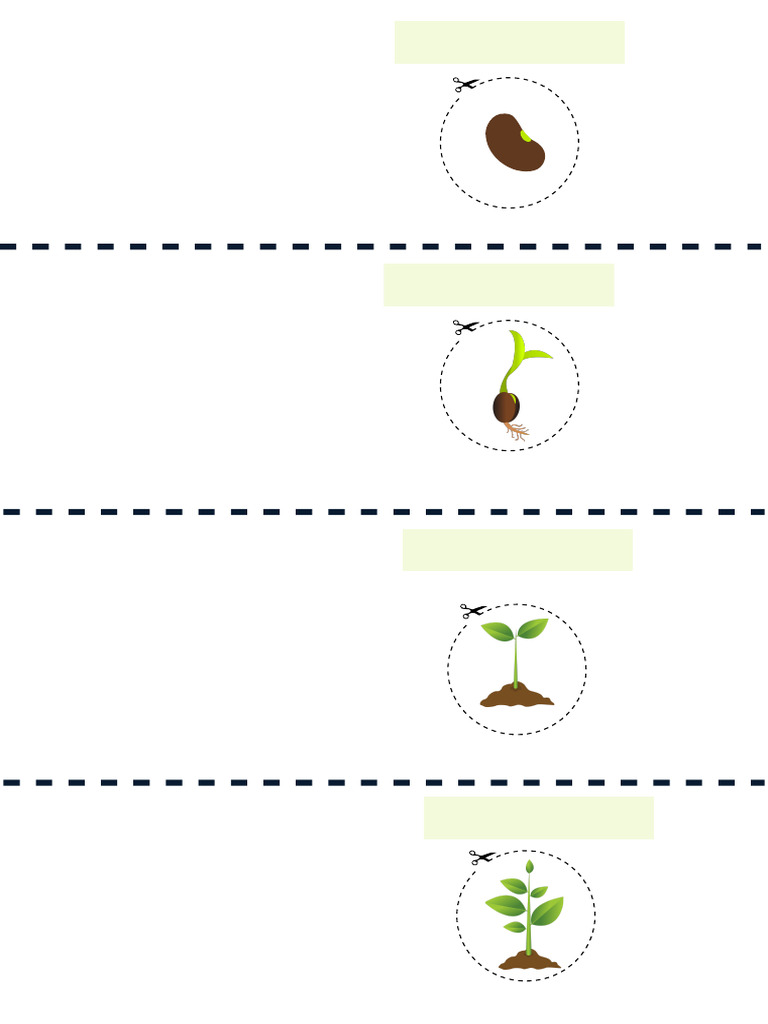 Life Cycle of a Plant Cut and Paste Worksheet (3) | PDF