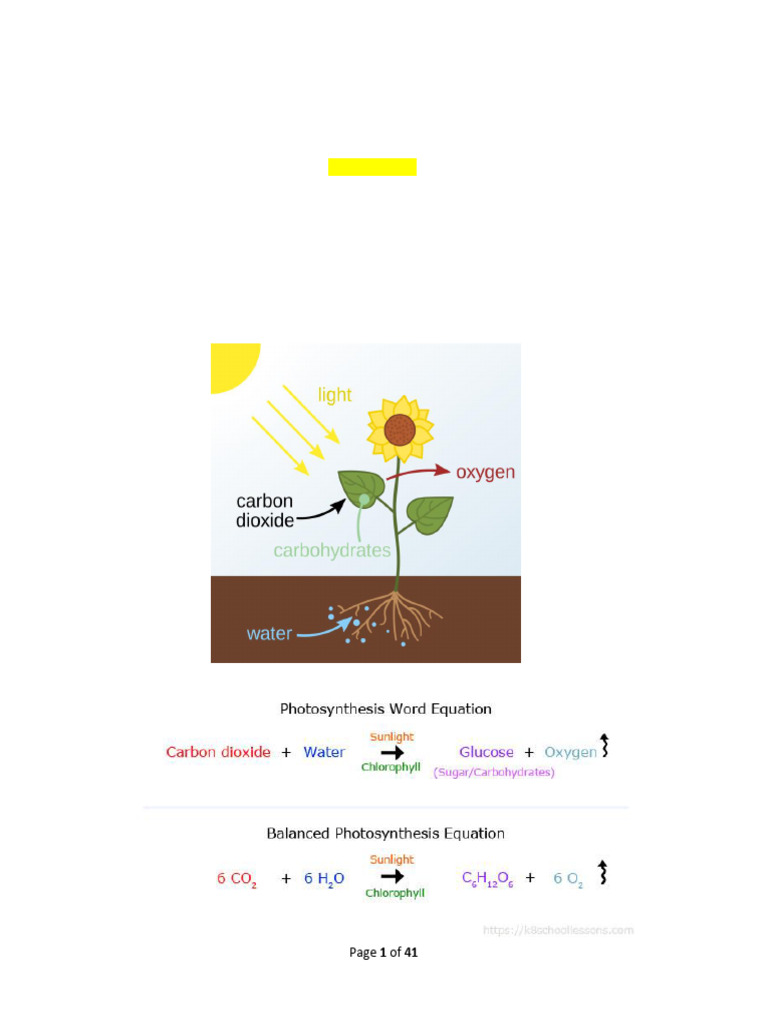 Plant Nutrition | PDF | Leaf | Photosynthesis