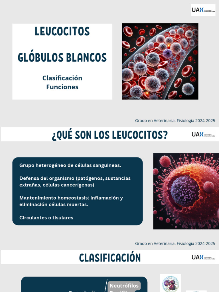 Leucocitos | PDF | Leucocito | Linfocitos