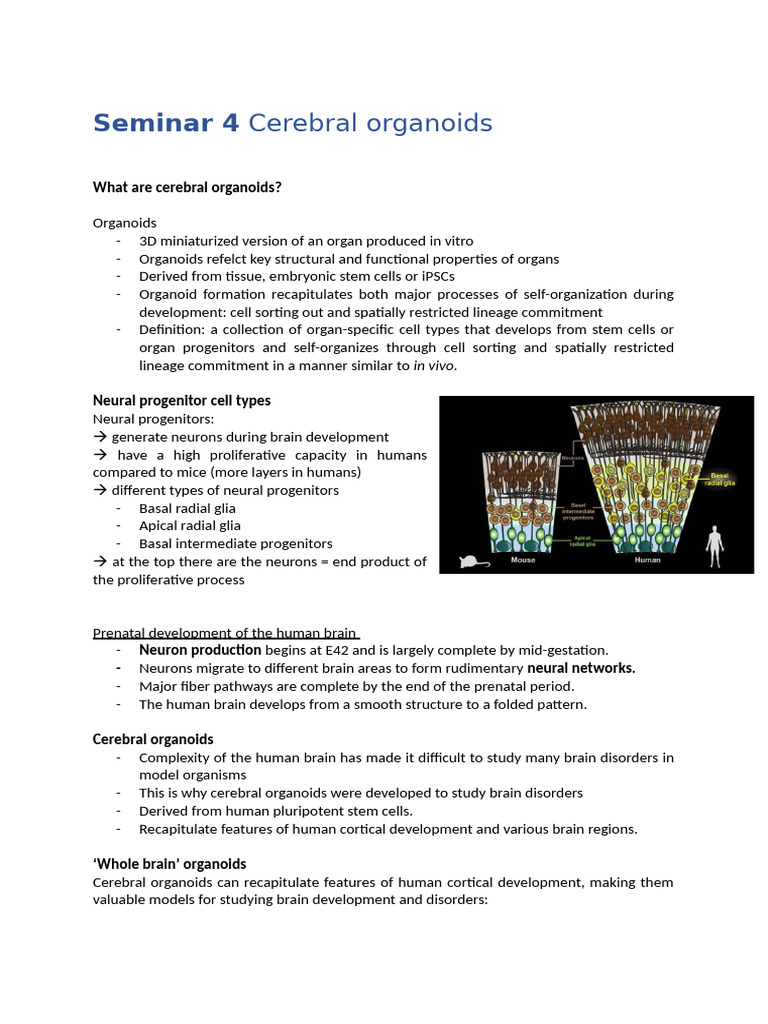 Seminar 4 Cerebral Organoids | PDF | Cerebral Cortex | Brain