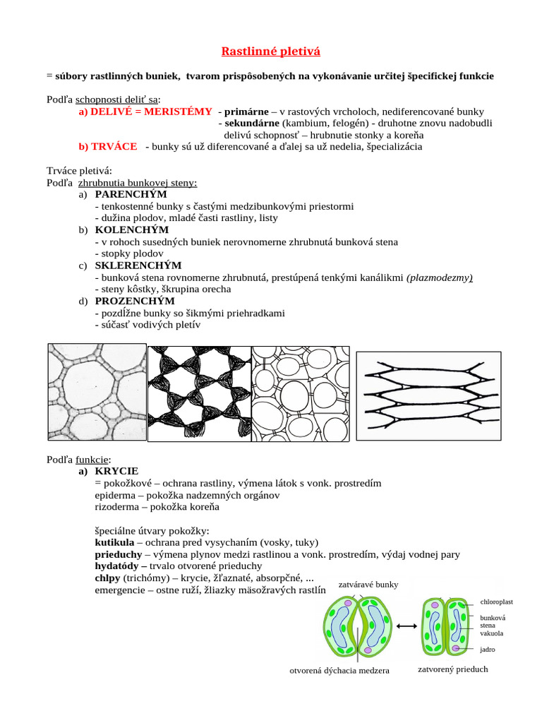 Rastlinné Pletivá | PDF