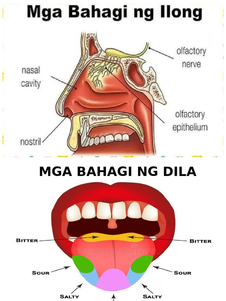 BAHAGI NG ILONG IMs | PDF