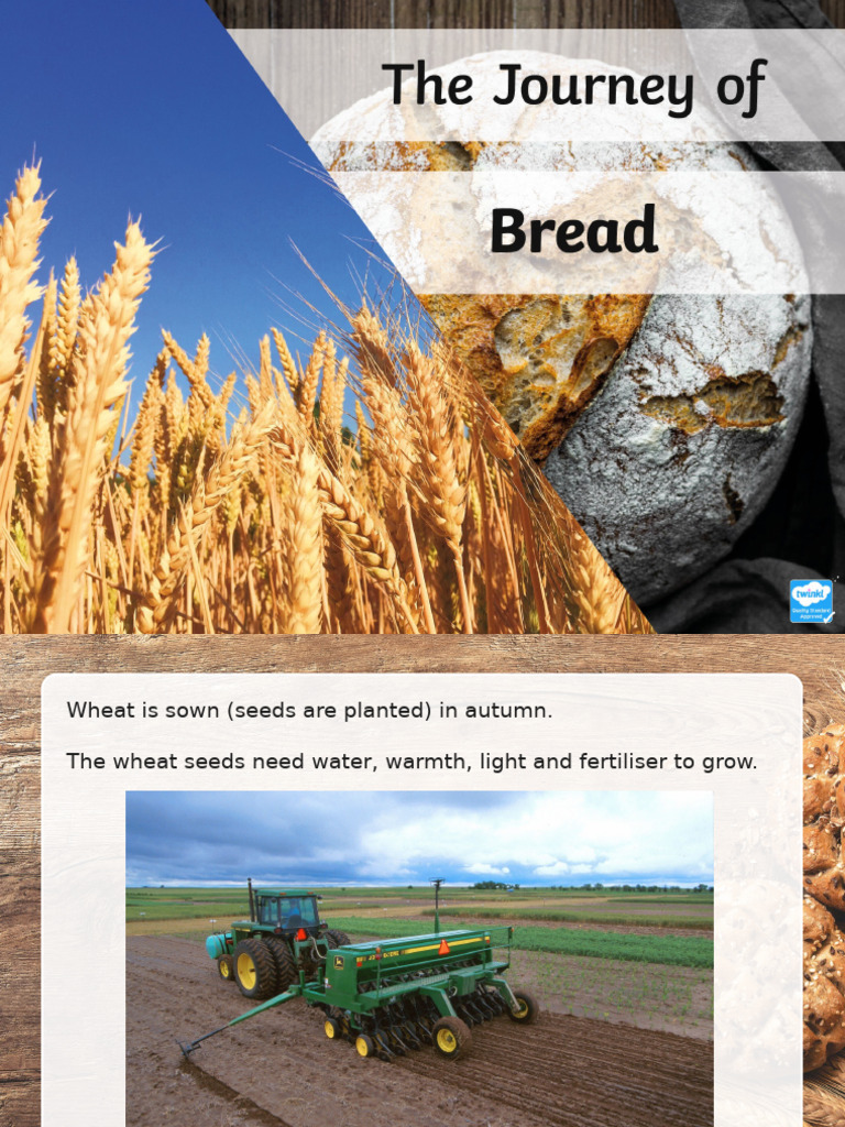 T T 8891 The Journey of Bread Powerpoint - Ver - 3 | PDF | Flour | Grain