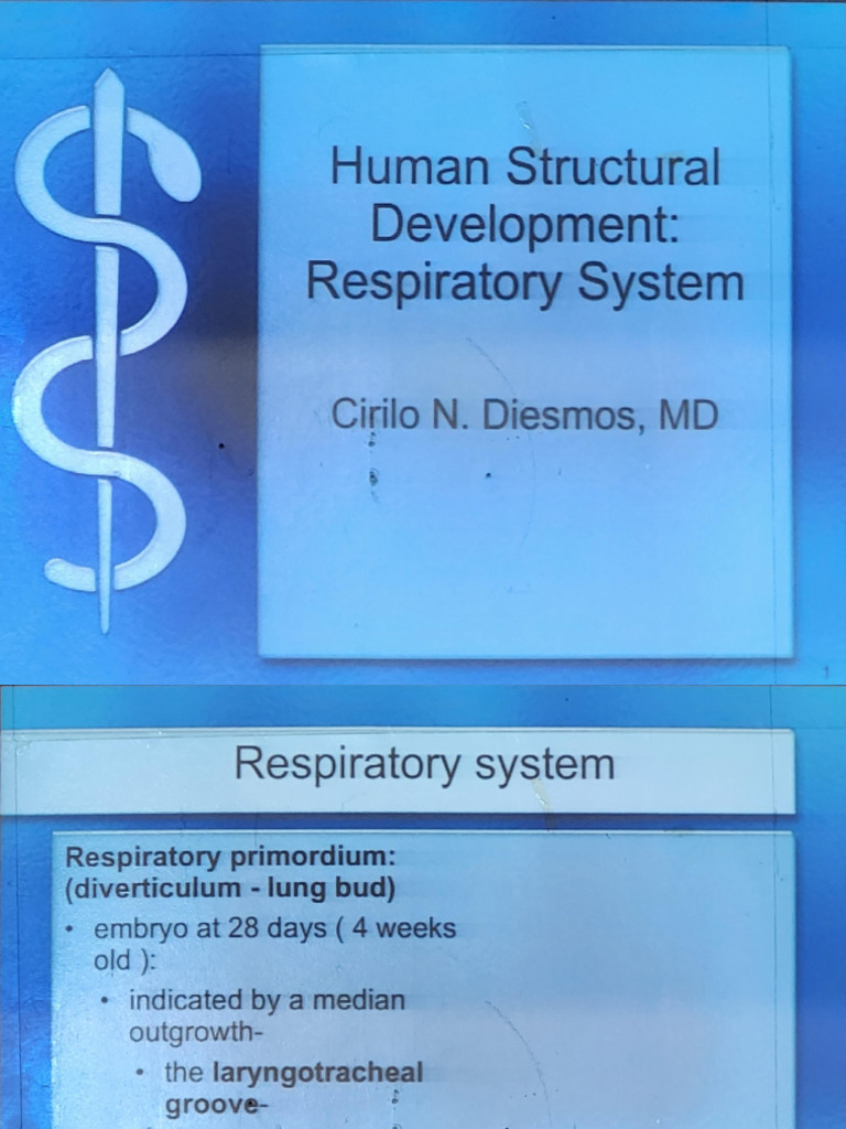 Embryo Respiratory System | PDF