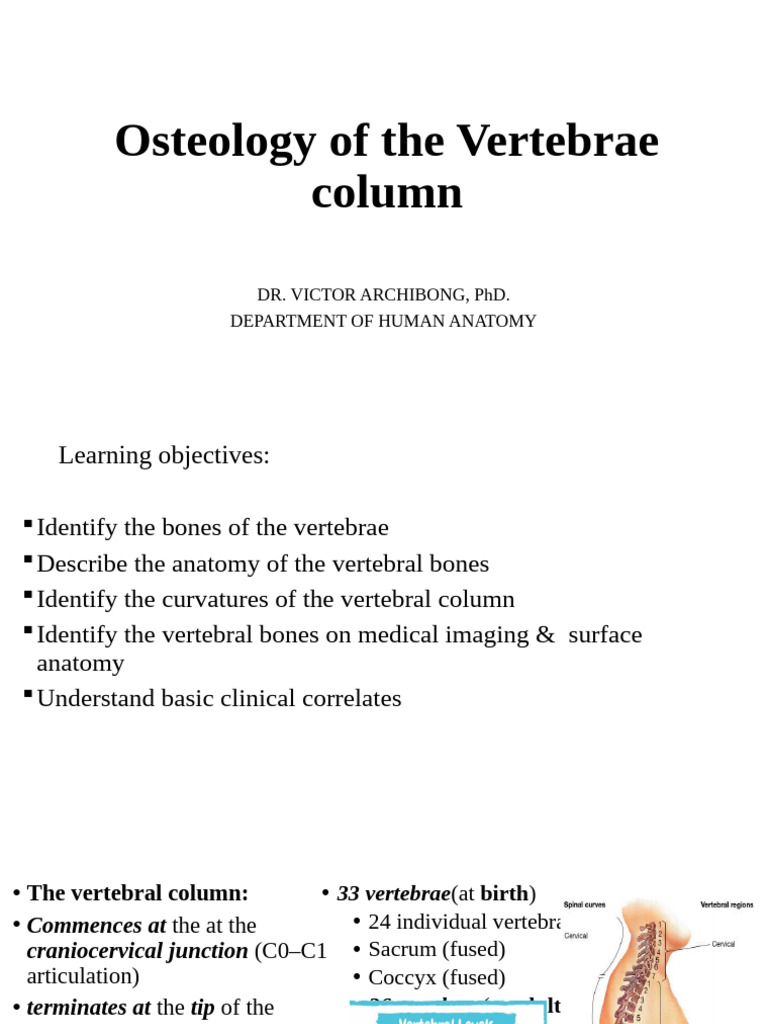 Clinical Anatomy of The Vertebrae | PDF | Vertebra | Vertebral Column