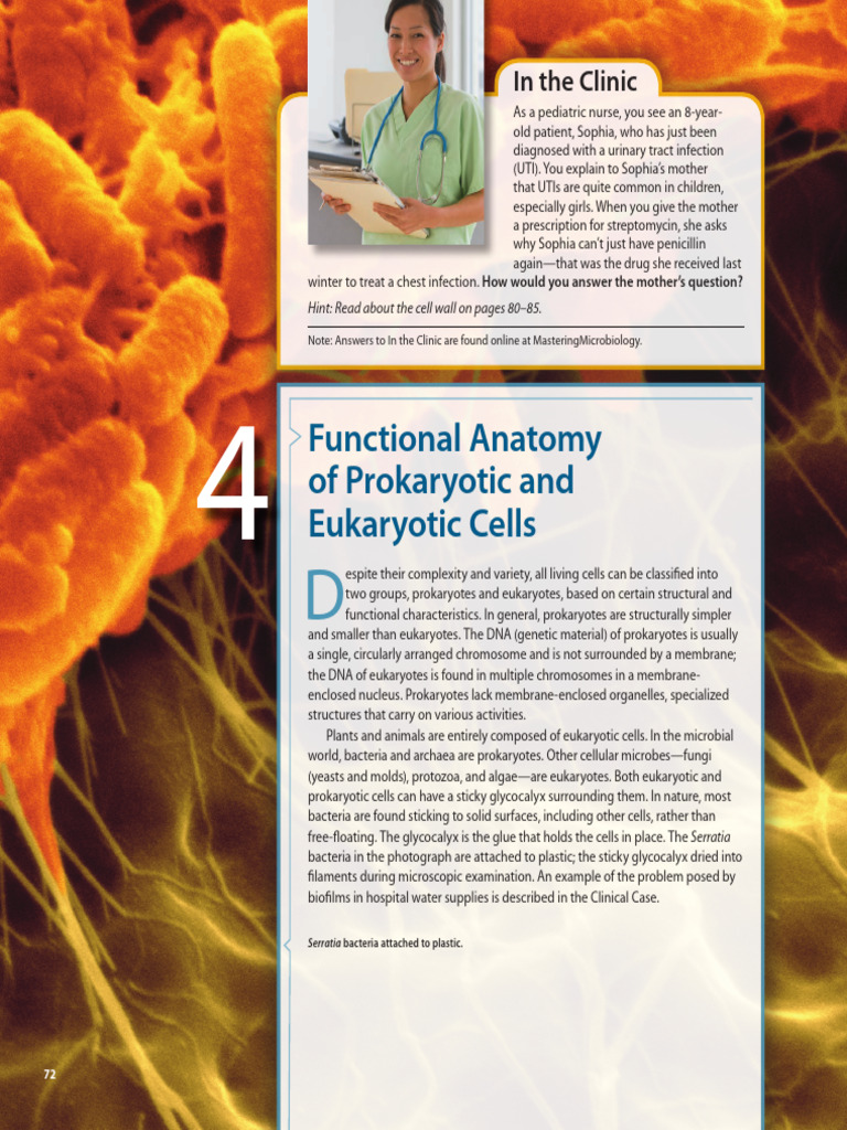 Functional anatomy of prokaryotic and eukaryotic cell CHAPTER 4 | PDF | Cell (Biology) | Bacteria