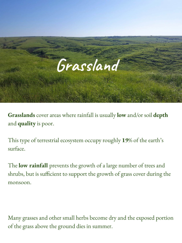 Grassland Ecosystem: Types and Importance | PDF | Grassland | Savanna