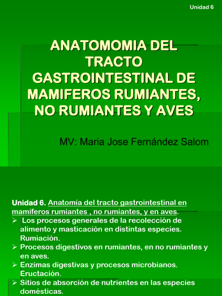 Anatomo Fisiologia Del Rumen .2024 | PDF | Digestión | Tracto ...