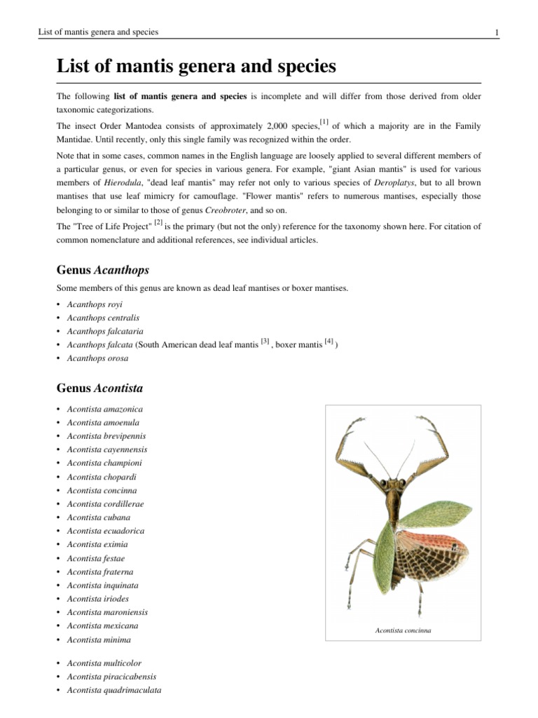 List of Mantis Genera and Species | PDF | Insects | Hexapoda