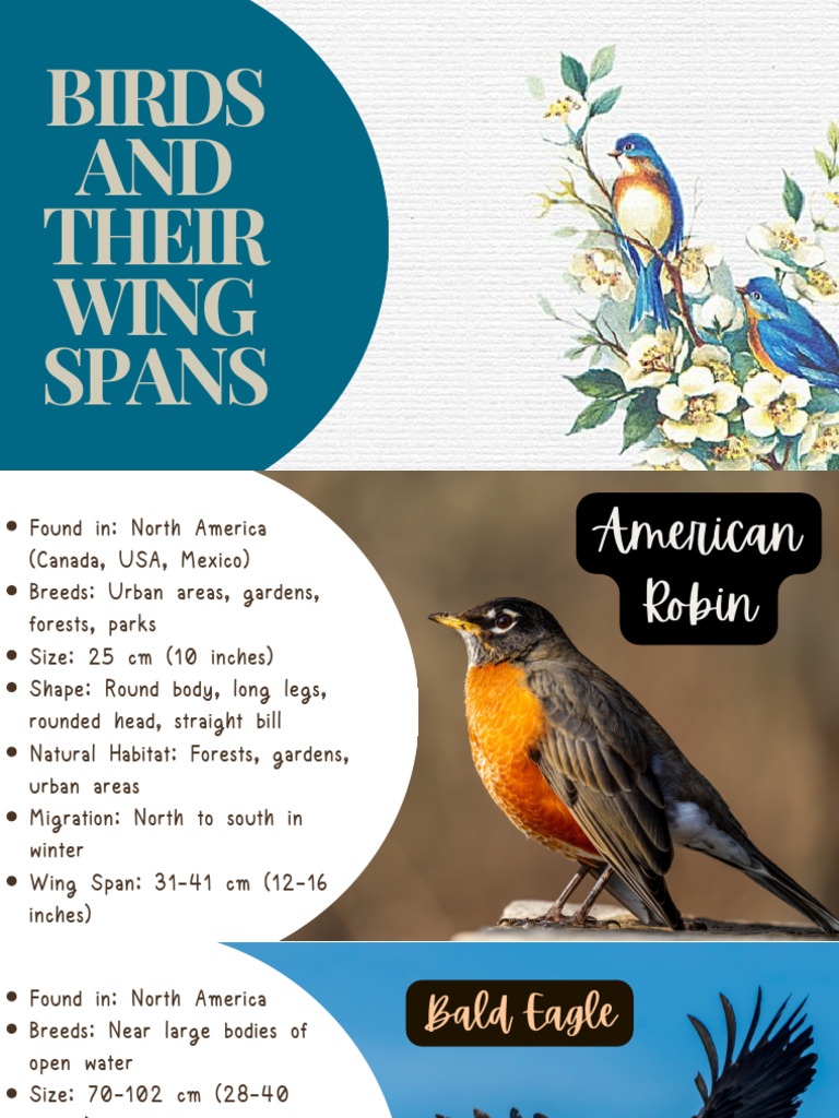 Birds and Their Wing Span - Roll Numbers 15-21 | PDF