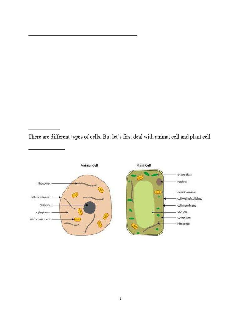 Biology Notes Compilation | PDF | Endoplasmic Reticulum | Enzyme