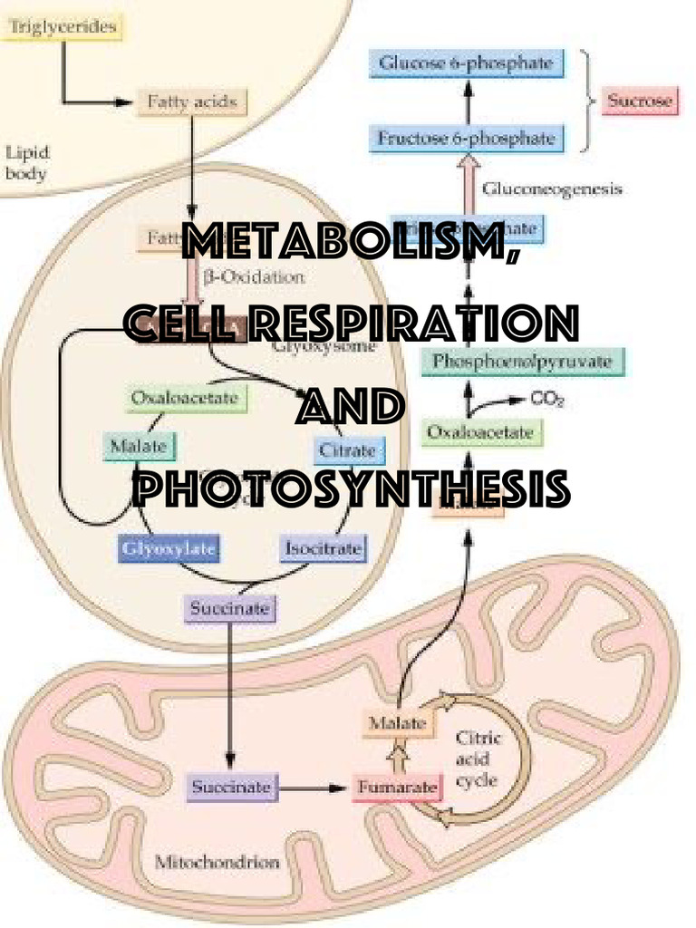 8 Metabolism Cell Respiration and Photos | PDF | Cellular Respiration ...