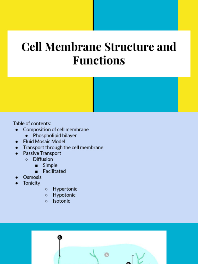 Cell Membrane Structure and Functions | PDF | Cell Membrane | Osmosis