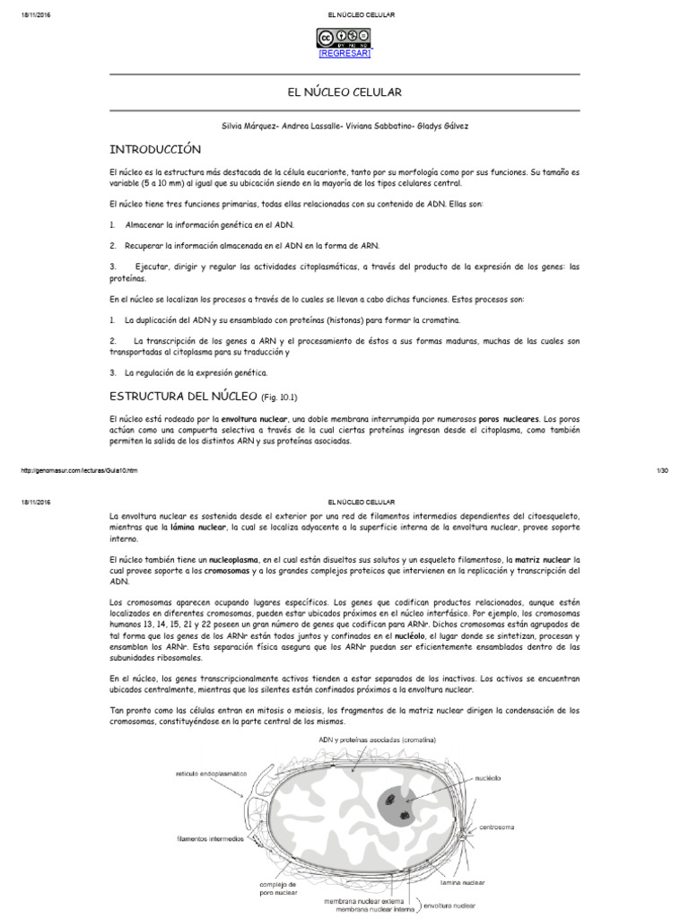 Estructura y funciones del núcleo celular | PDF | Nucleo celular ...