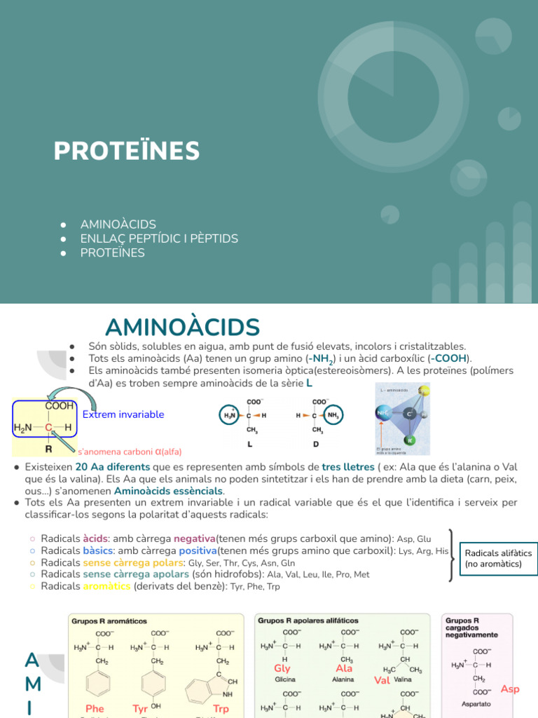 Tema 4 - Proteïnes | PDF