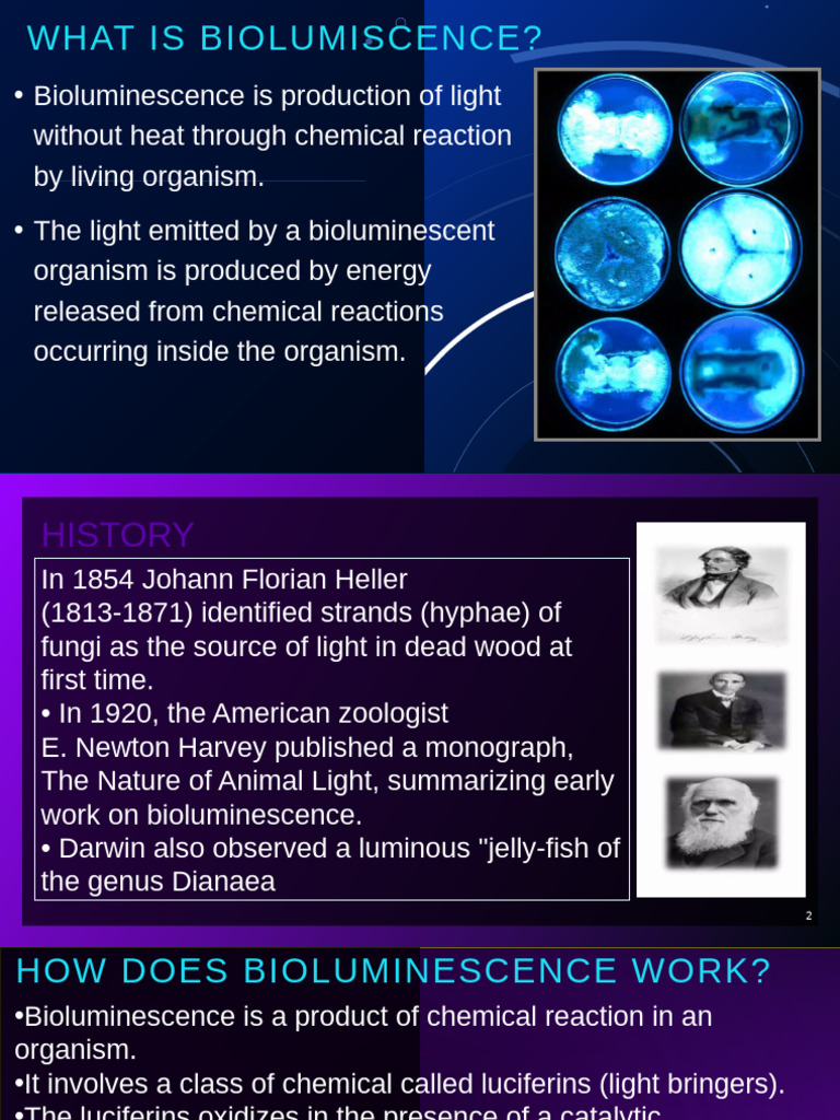 What Is Bioluminescent | PDF | Science & Mathematics