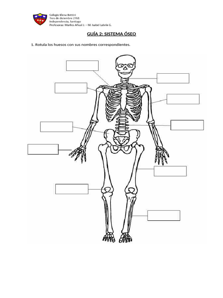 Guía - 2 Sistema Óseo | PDF | Tecnología