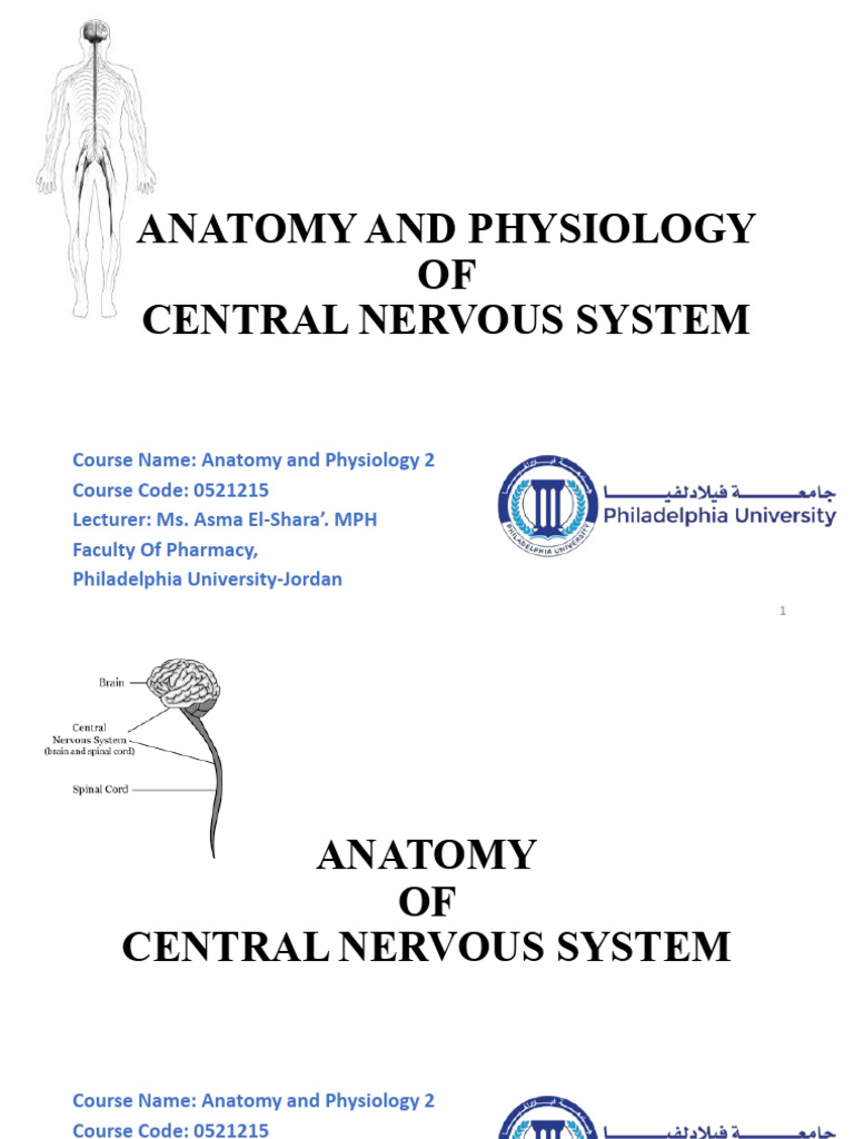 Week 9-12 Anatomy and Physiology of The Central Nervous System Ms ...