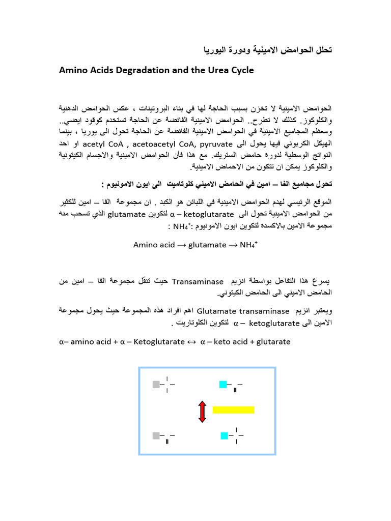 Amino Acids Degradation and The Urea Cycle: Acetyl Coa, Acetoacetyl Coa ...
