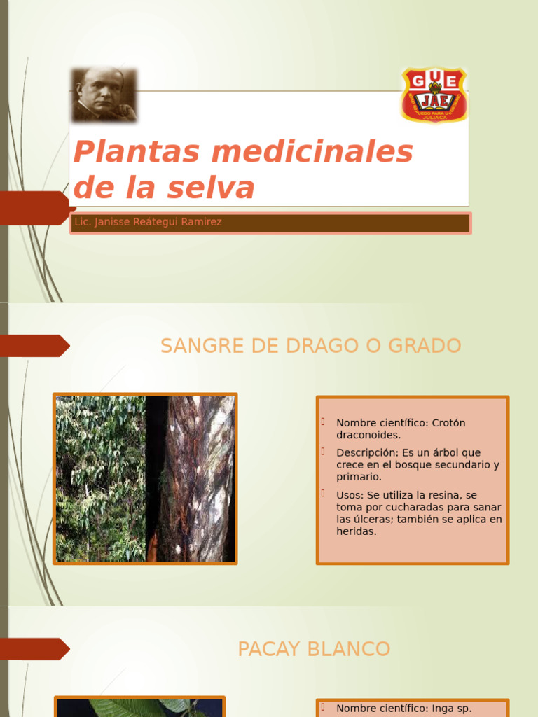 Plantas Medicinales de La Selva: Lic. Janisse Reátegui Ramirez | PDF ...