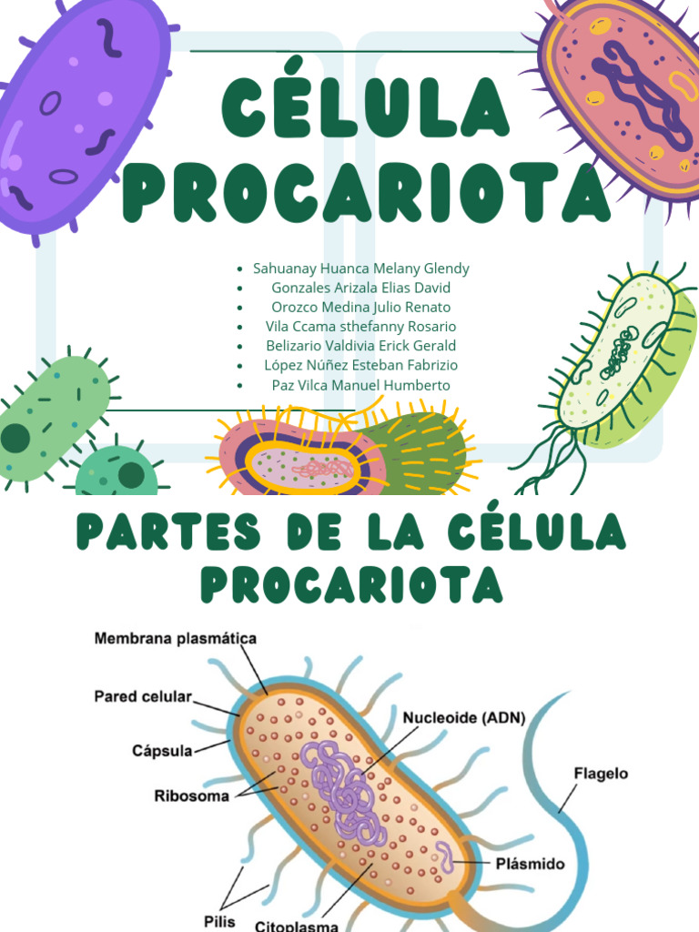 Celula Procariota | PDF